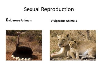 Reproduction in animals | PPTX