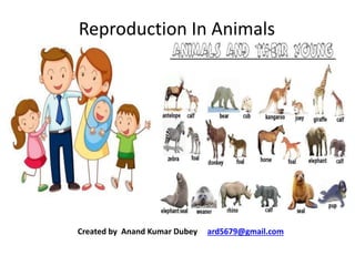 Reproduction In Animals For Kids