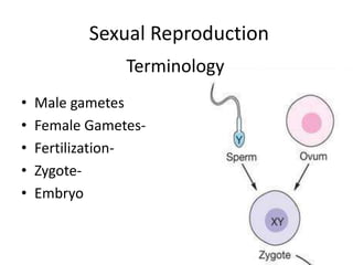 Sexual Reproduction In Animals Diagram
