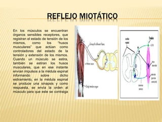 Ti g37 sistema muscular_montoya_roca_carir. | PPTX