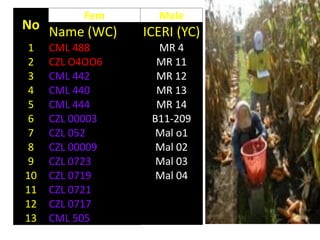S1.4.Breeding for Drought and Acid Soil Tolerant Maize in Indonesia | PDF