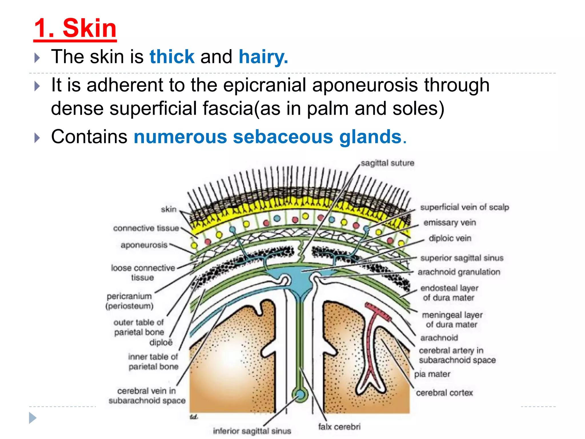 Anatomy of head and scalp.pptx