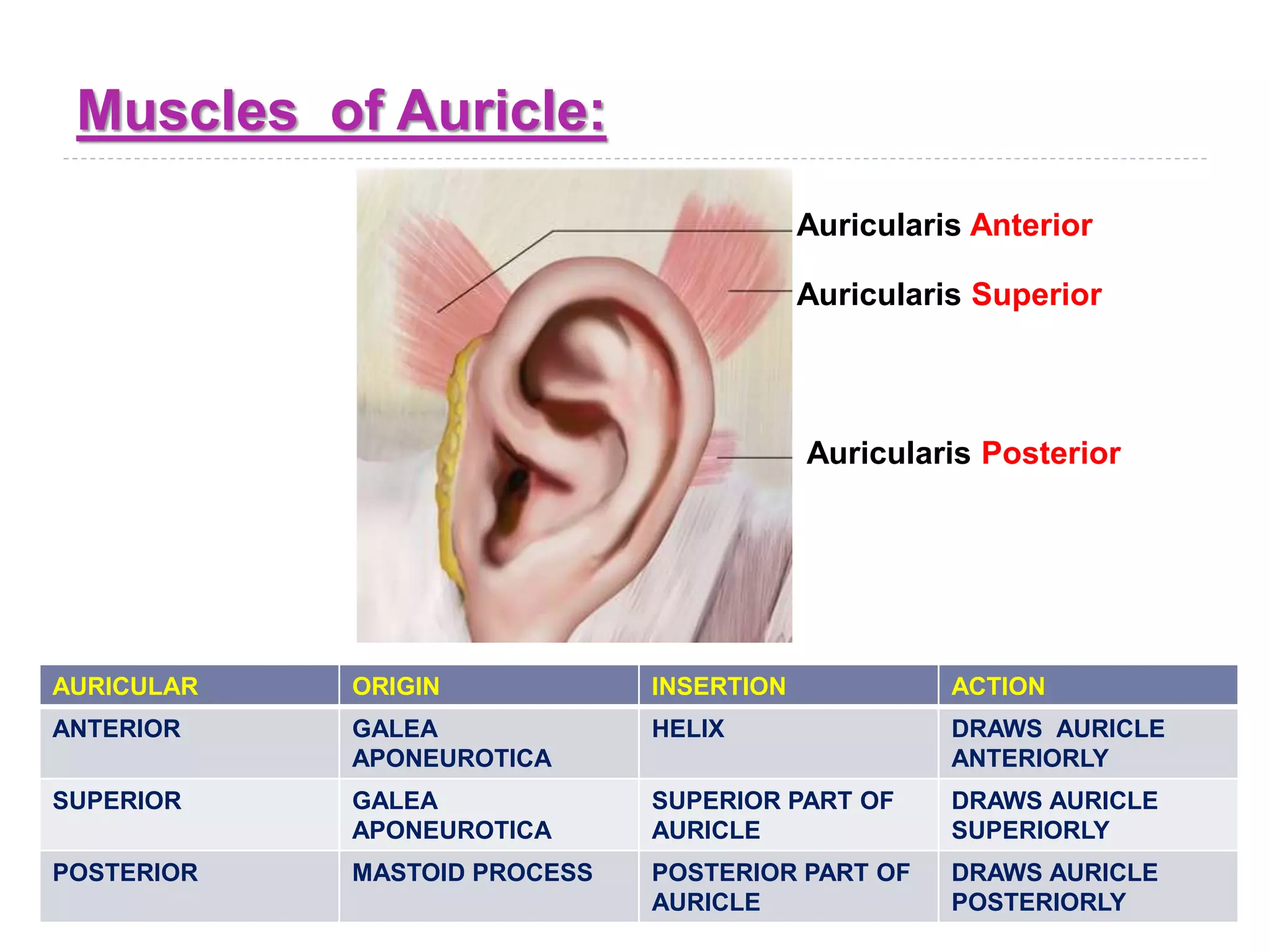 Anatomy of head and scalp.pptx