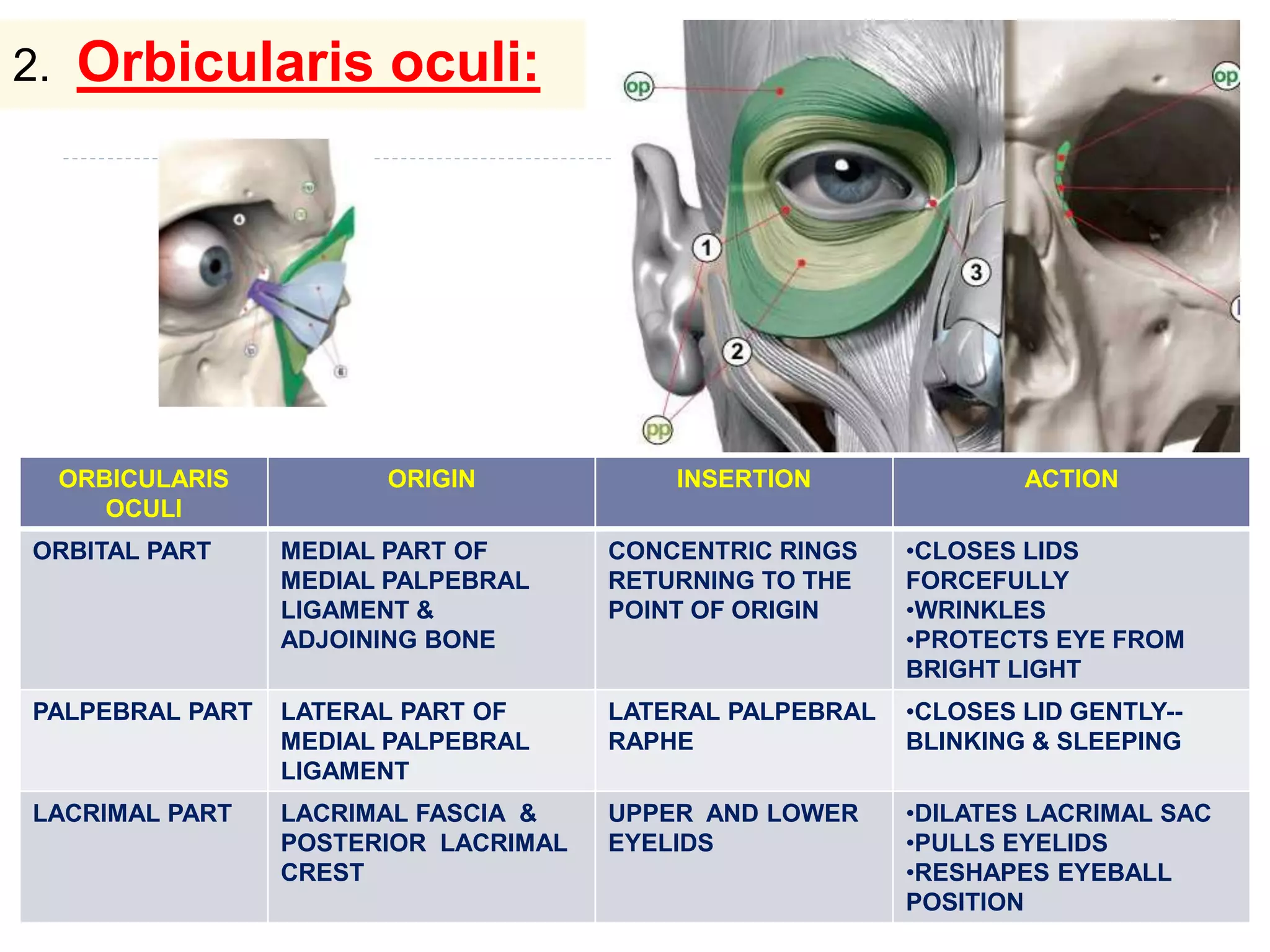 Anatomy of head and scalp.pptx