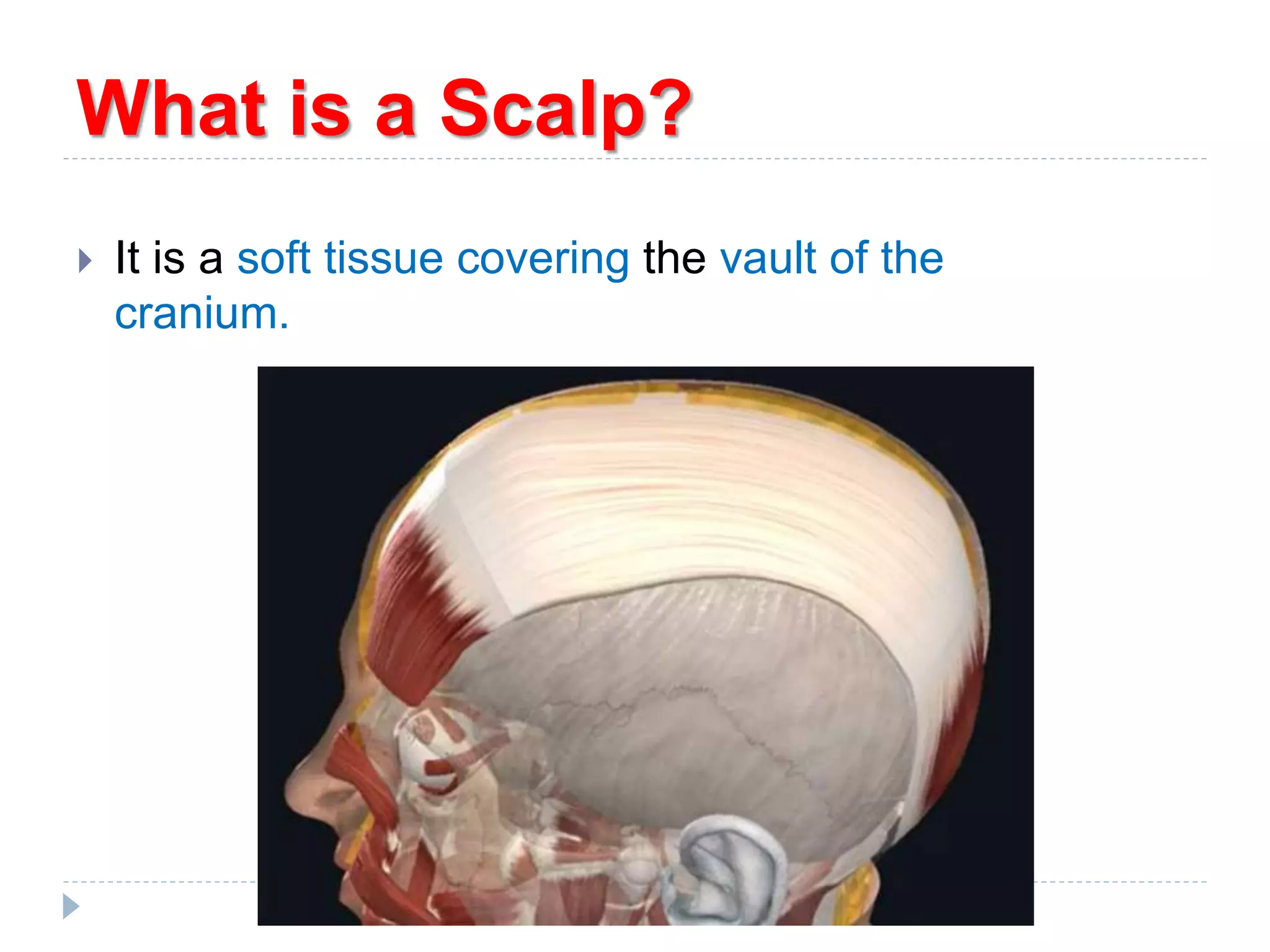 Anatomy of head and scalp.pptx