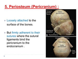 Anatomy of head and scalp.pptx