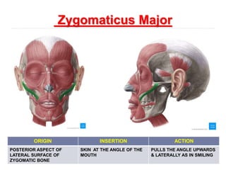 Zygomaticus Major And Minor Origin And Insertion