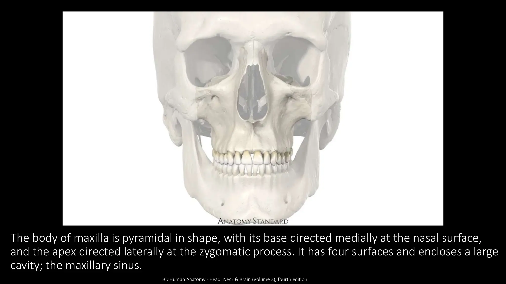 DEVELOPMENT OF MAXILLA AND ITS PROSTHODONTIC RELATION.pptx