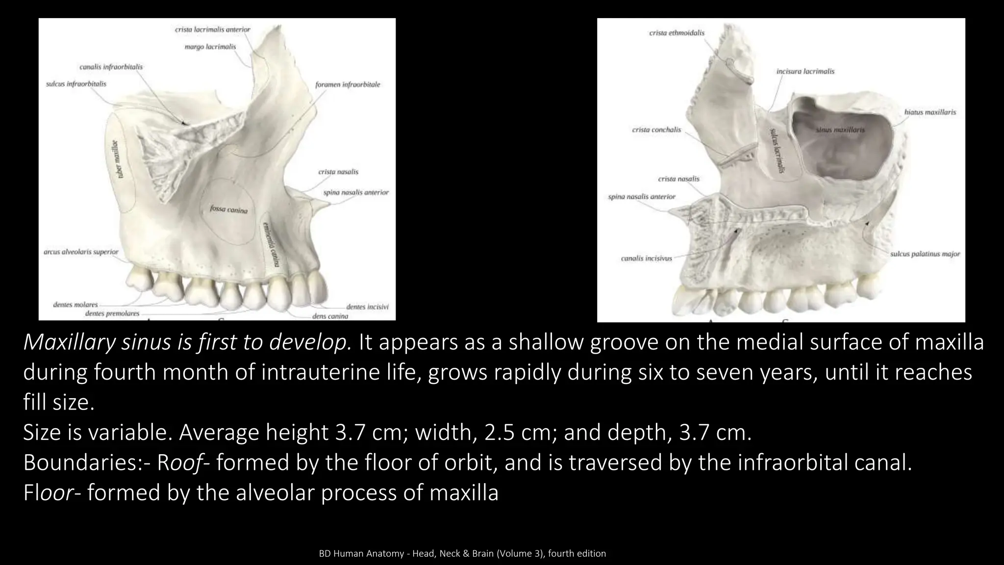 DEVELOPMENT OF MAXILLA AND ITS PROSTHODONTIC RELATION.pptx