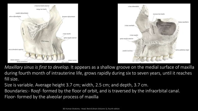 DEVELOPMENT OF MAXILLA AND ITS PROSTHODONTIC RELATION.pptx | Ear, Nose ...