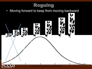 S1 stock seed | PPTX