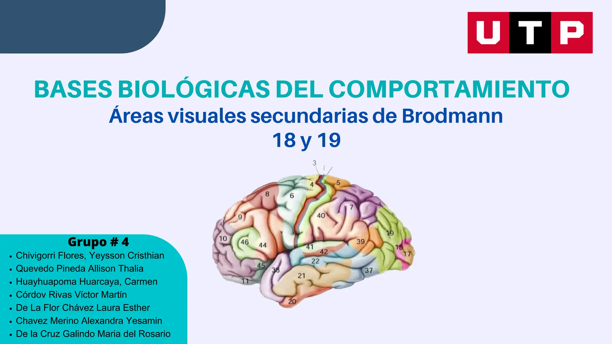 Presentación de Area 18 y 19 visuales de Brodmann | PPT