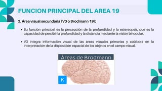 Presentación de Area 18 y 19 visuales de Brodmann | PDF