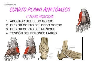S10 - MÚSCULOS DEL PIE.pdf