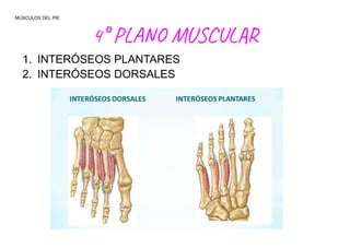 S10 - MÚSCULOS DEL PIE.pdf