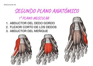S10 - MÚSCULOS DEL PIE.pdf