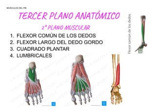 S10 - MÚSCULOS DEL PIE.pdf