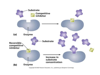 FACTOR AFFECTING ENZYME -CATALYZED REACTION | PPTX | Chemistry | Science