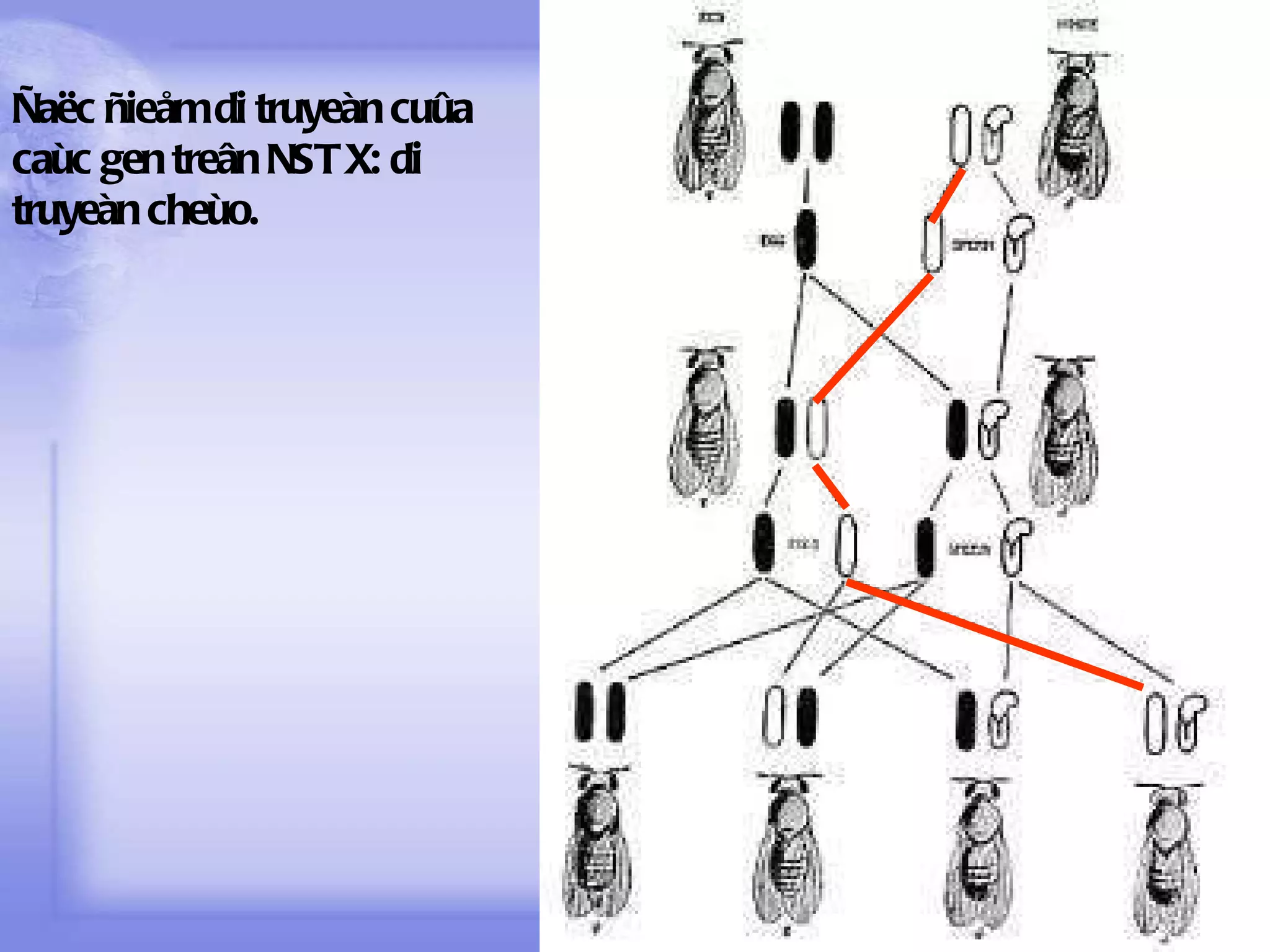 S12 bai 12 di truyen lien ket voi gioi tinh va di truyen ngoainhan | PPT