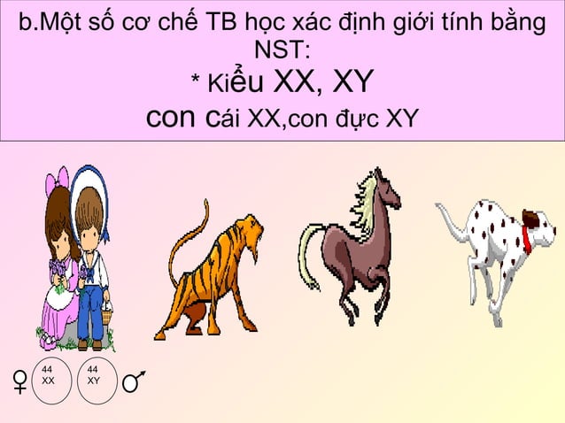 S12 bai 12 di truyen lien ket voi gioi tinh va di truyen ngoainhan | PPT