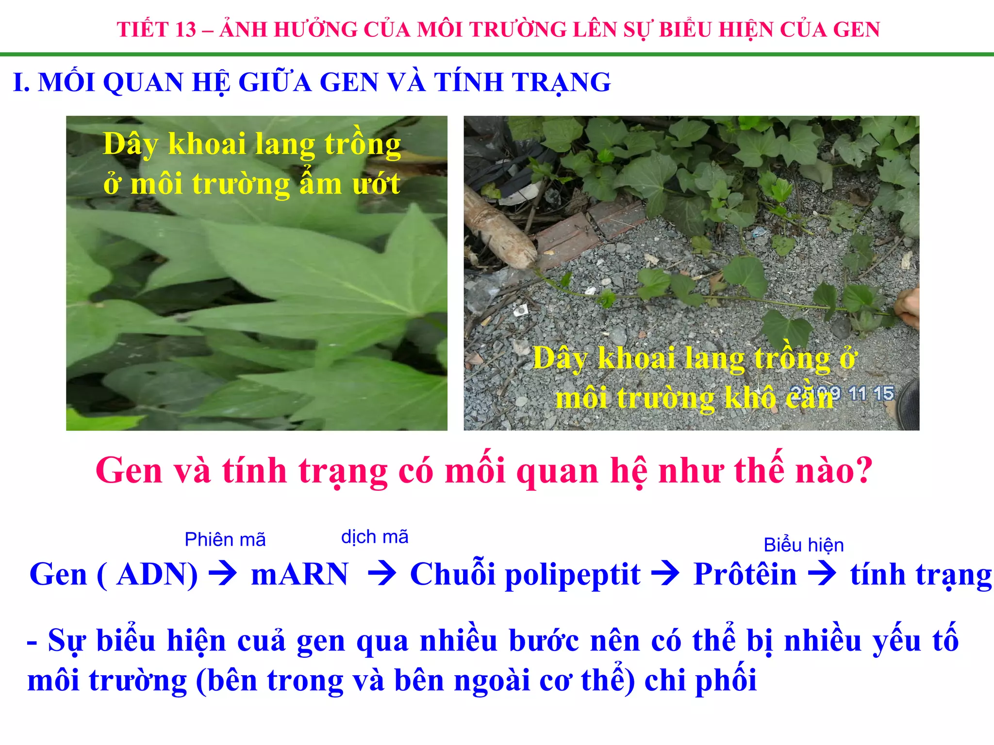 S12 bai 14 anh huong cua moi truong len bieu hien kieu gen | PPT
