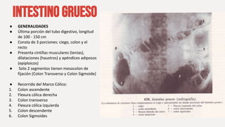 S12_ TUBO DIGESTIVO.pdf