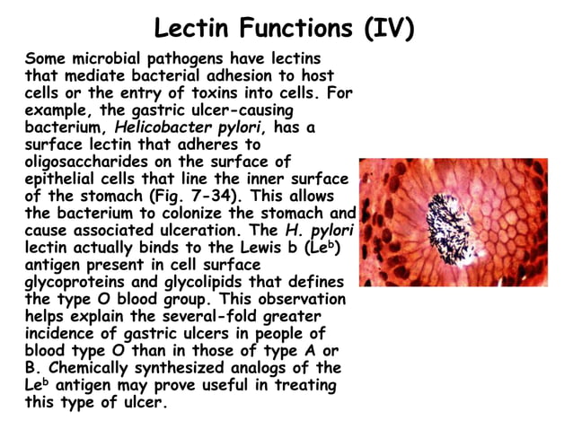 s15-miller-chap-7b-lecture.ppt