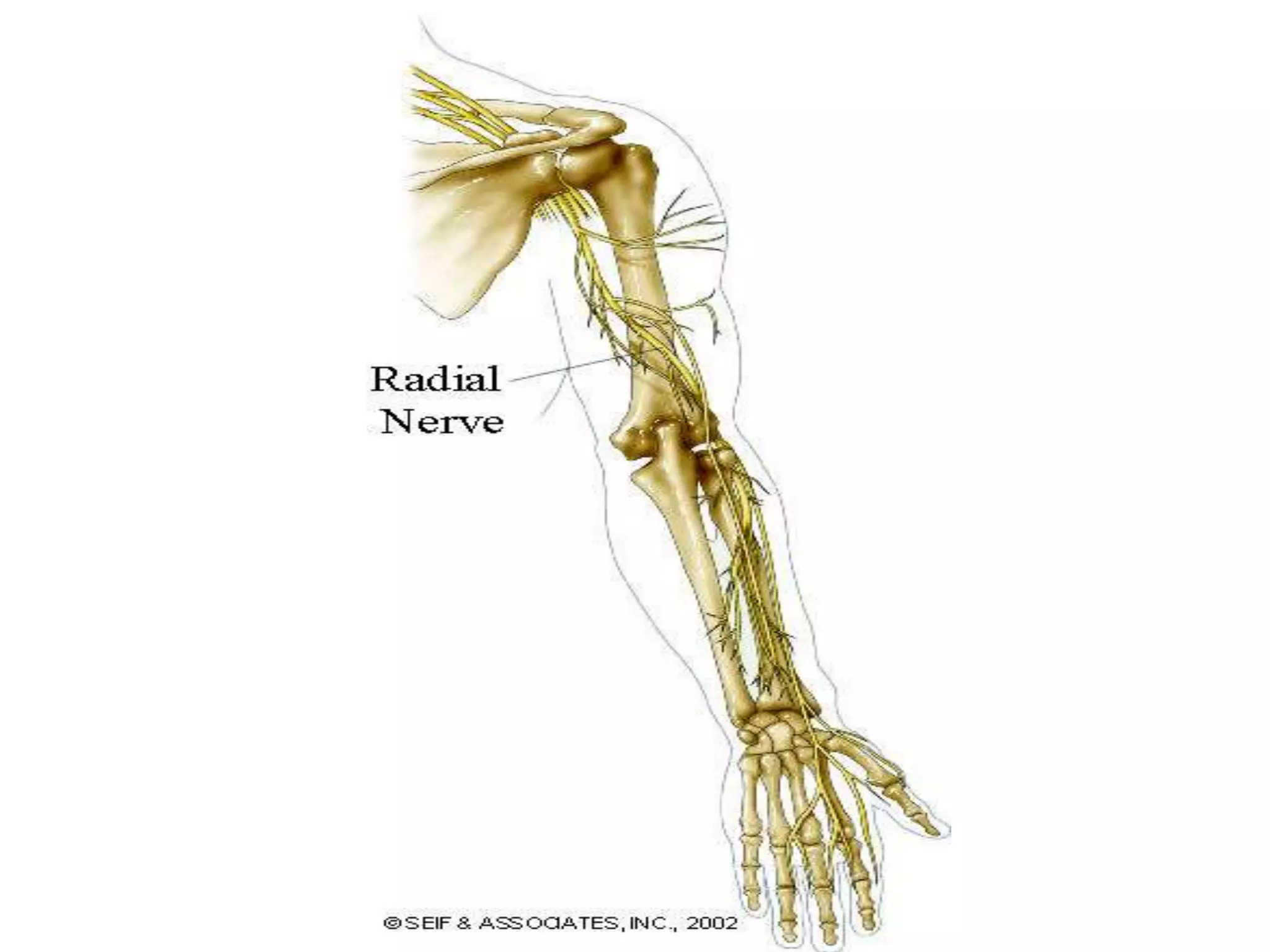 Peripheral nerve of the upper limb | PPTX