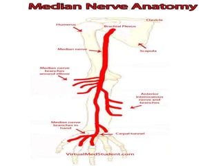 Peripheral nerve of the upper limb | PPTX | Death, Injury, or Military ...