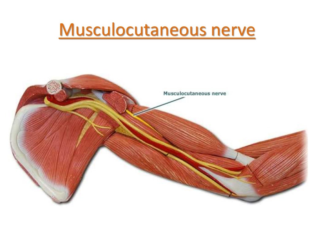 Peripheral nerve of the upper limb