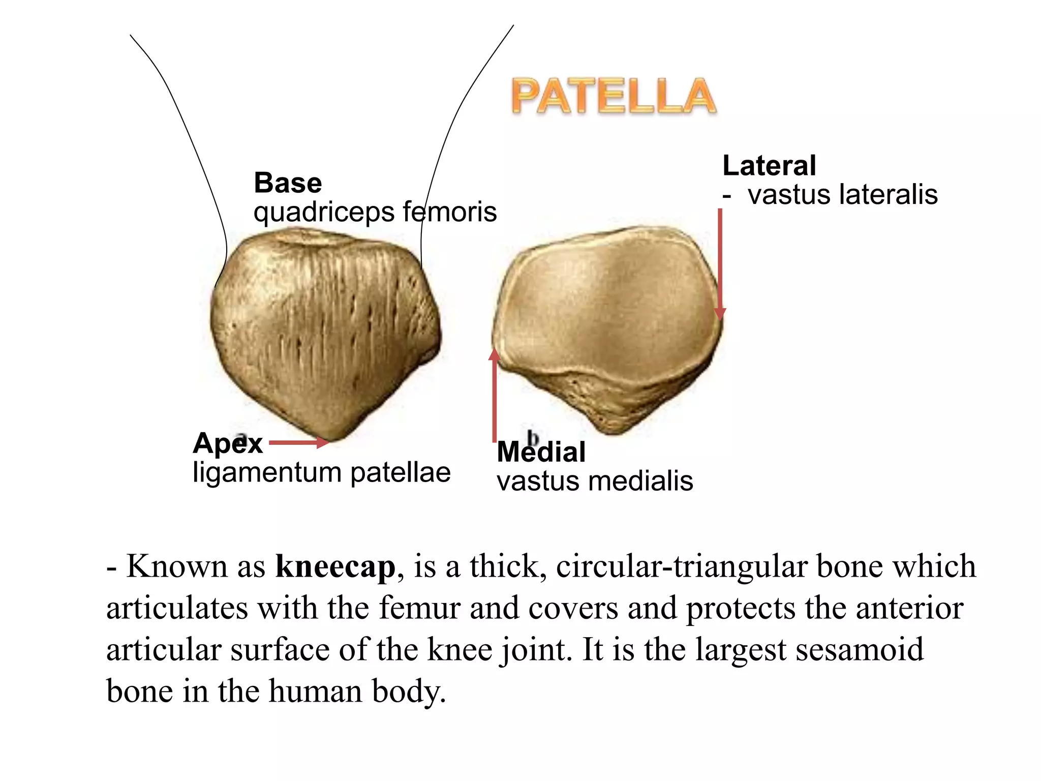 ANATOMY OF KNEE JOINT | PPTX