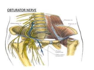 ANATOMY OF KNEE JOINT | PPT