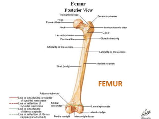ANATOMY OF KNEE JOINT | PPTX