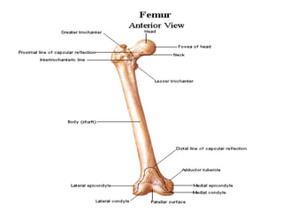 ANATOMY OF KNEE JOINT | PPTX