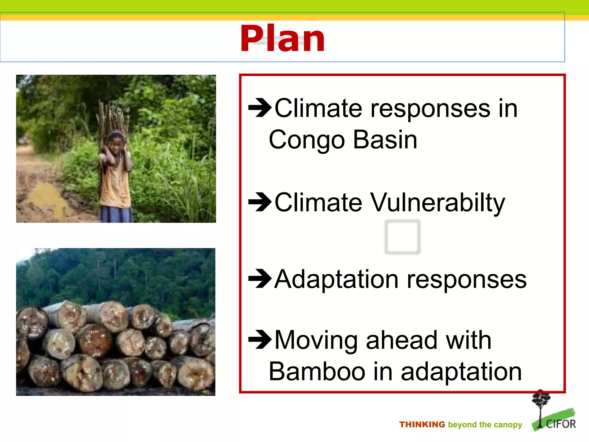 Potential of Bamboo for Climate Change adaptation in Congo Basin | PPT