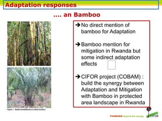 Potential of Bamboo for Climate Change adaptation in Congo Basin | PPT