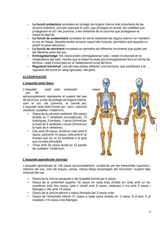 S1 guia de construcció dels ossos del cos | PDF