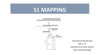 S1 Mapping | PPTX