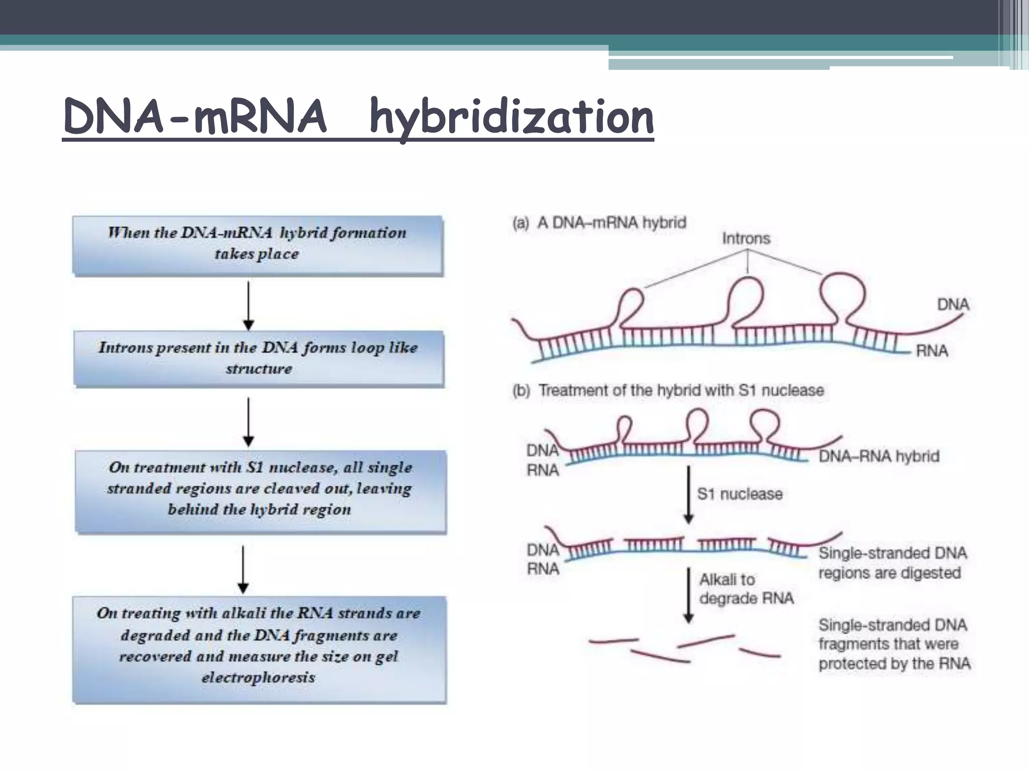 S1 Nuclease Mapping | PPTX