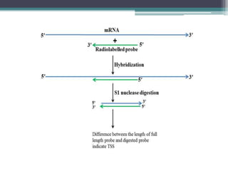 S1 Nuclease Mapping | PPTX