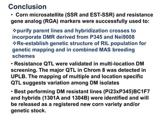 S2.3. INCORPORATION OF DOWNY MILDEW RESISTANCE IN TARGETED MAIZE ...