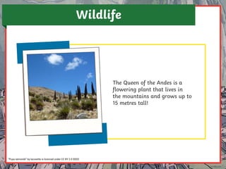 S2 - All about Peru to learn more and more | PPTX