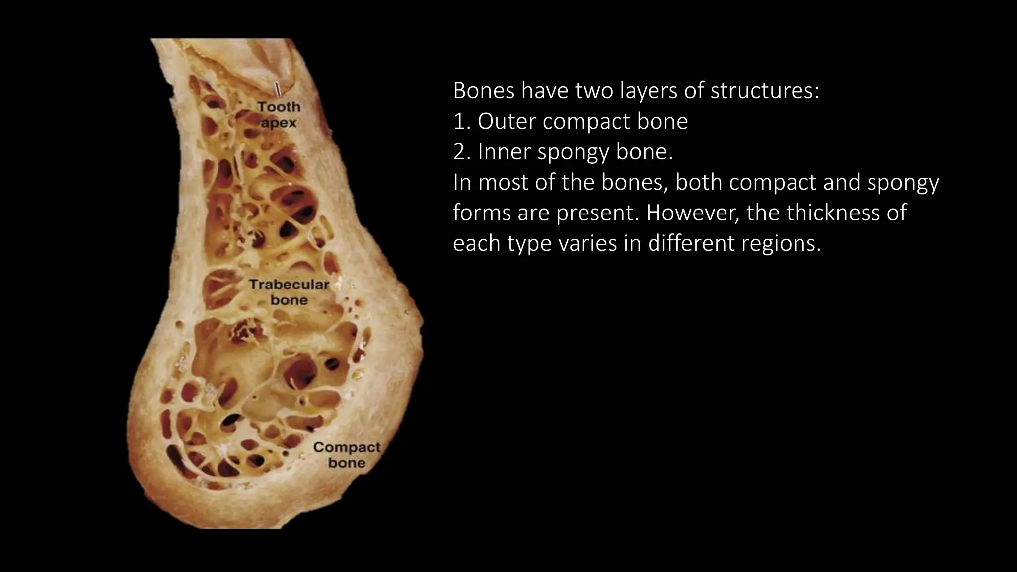 PHYSIOLOGY OF BONE AND ITS PROSTHODONTIC IMPLICATIONS | PPTX