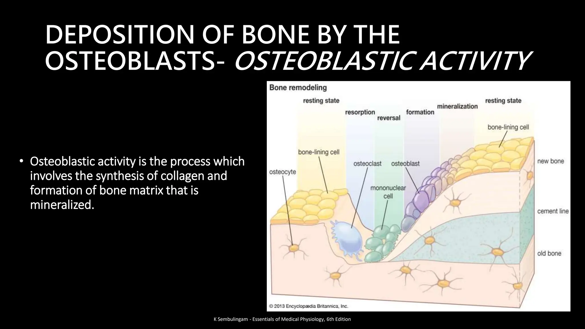 PHYSIOLOGY OF BONE AND ITS PROSTHODONTIC IMPLICATIONS | PPTX