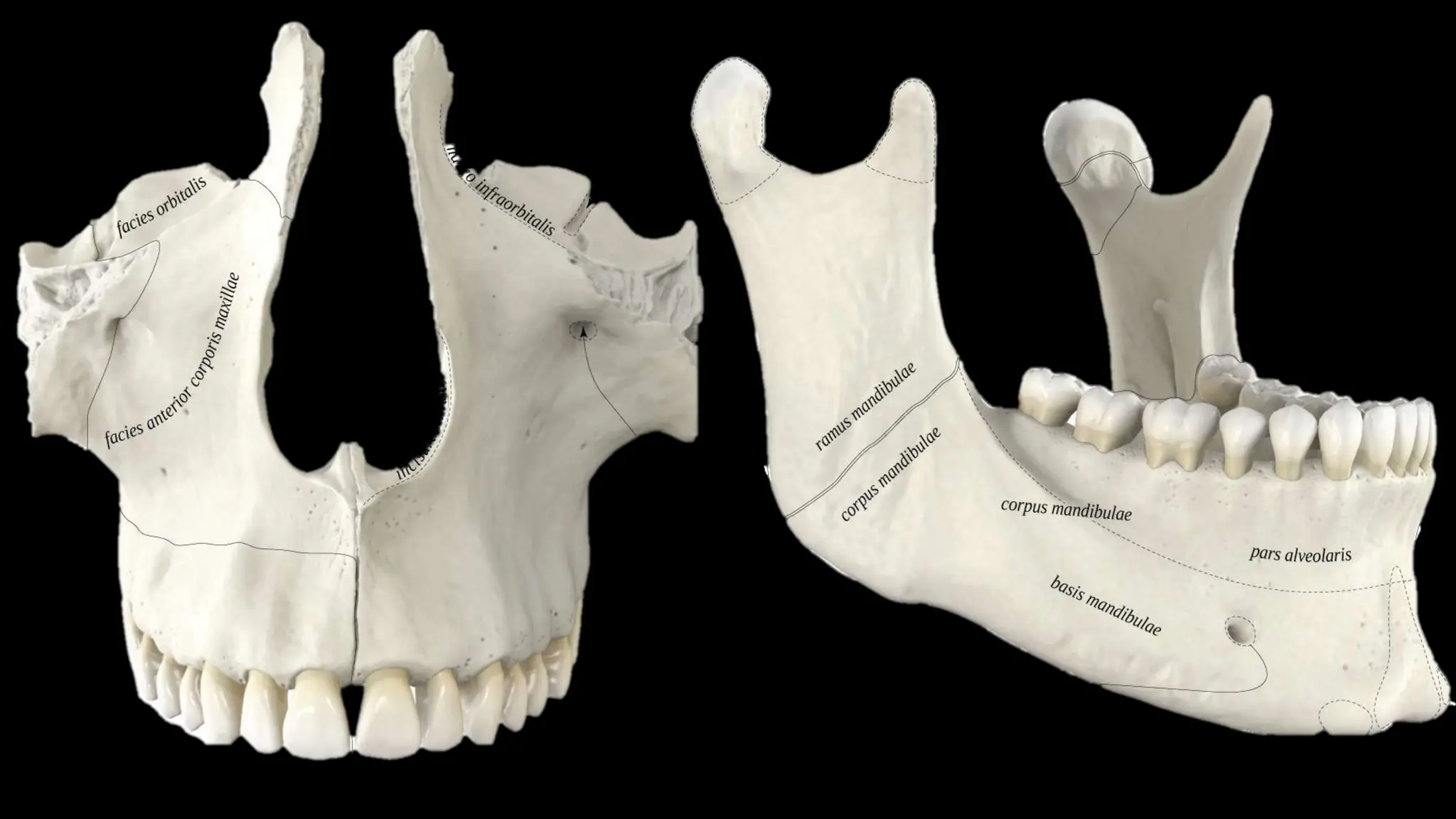 PHYSIOLOGY OF BONE AND ITS PROSTHODONTIC IMPLICATIONS | PPTX