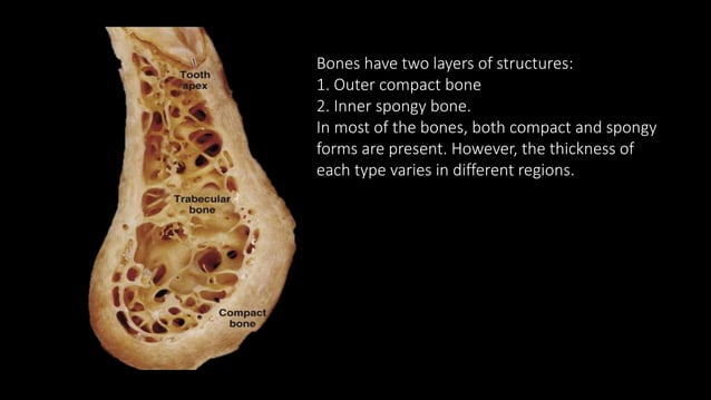 PHYSIOLOGY OF BONE AND ITS PROSTHODONTIC IMPLICATIONS | PPTX | Bone and ...