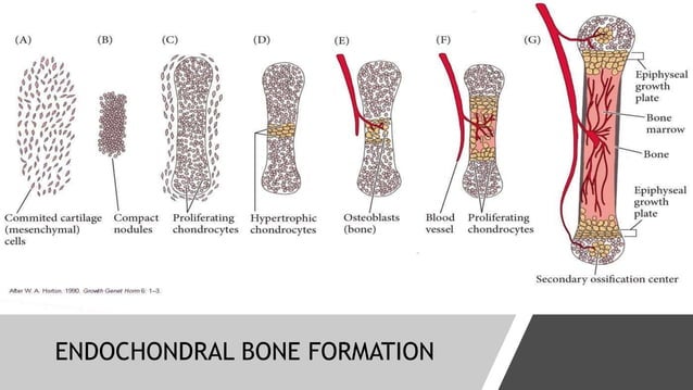 PHYSIOLOGY OF BONE AND ITS PROSTHODONTIC IMPLICATIONS | PPTX | Bone and ...