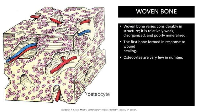 PHYSIOLOGY OF BONE AND ITS PROSTHODONTIC IMPLICATIONS | PPTX | Bone and ...