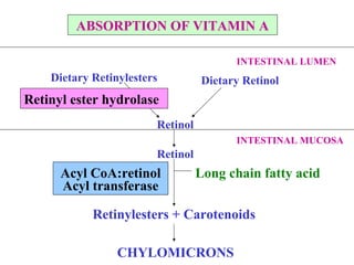 Vit a | PPT