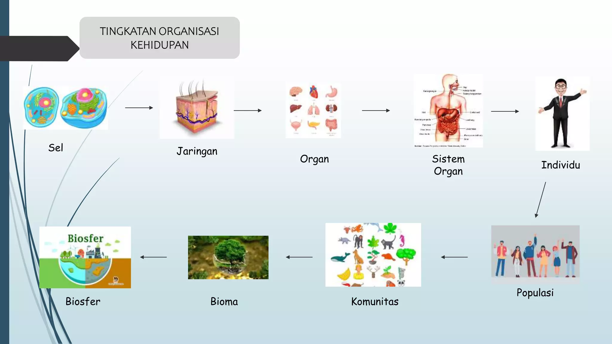 s2 SISTEM ORGANISASI MAKHLUK HIDUP.pptx